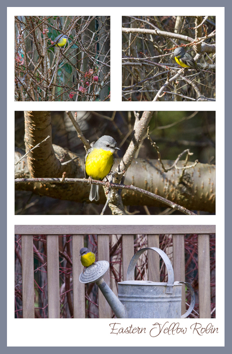 Eastern Yellow Robin – smcbphoto